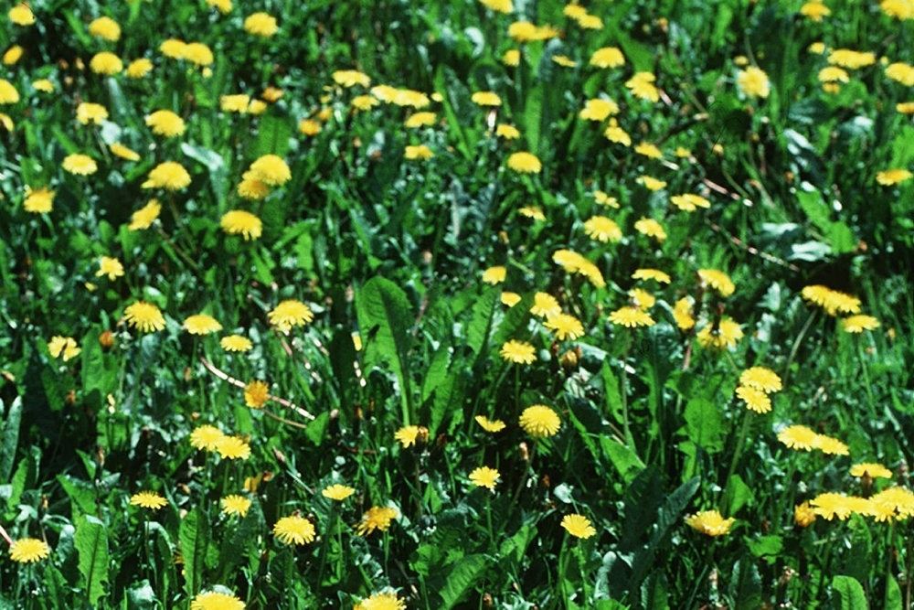 Ikke bare ukrudt: Mæsk dig i mælkebøtter - Avisen.dk