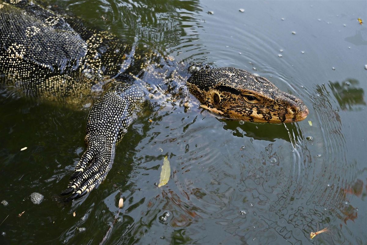 Uhyggeligt fund Nyfødt dreng ædt af varaner - Avisen.dk