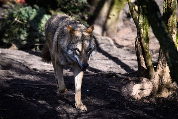 Forskere: Der er plads til over 200 ulve i Danmark - Avisen.dk