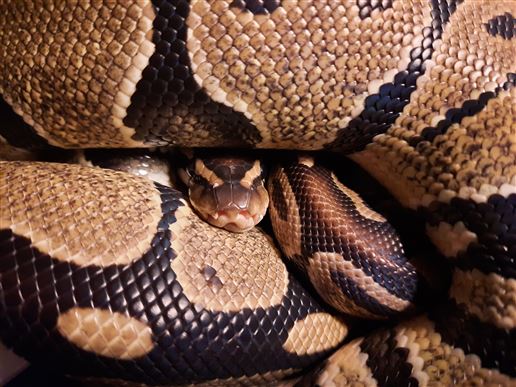 Løssluppen kongepyton er fundet igen - Avisen.dk