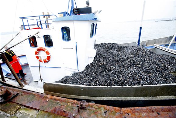 De første danske muslinger landet - Avisen.dk