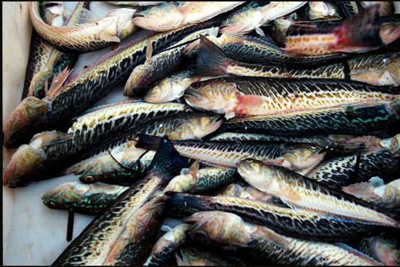 Giftig fisk breder sig langs danske kyster - Avisen.dk