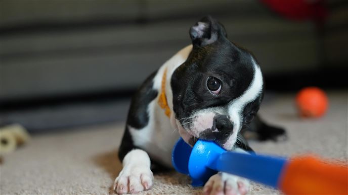 Hundehvalpe til salg: Hvordan finder du din perfekte følgesvend - Avisen.dk