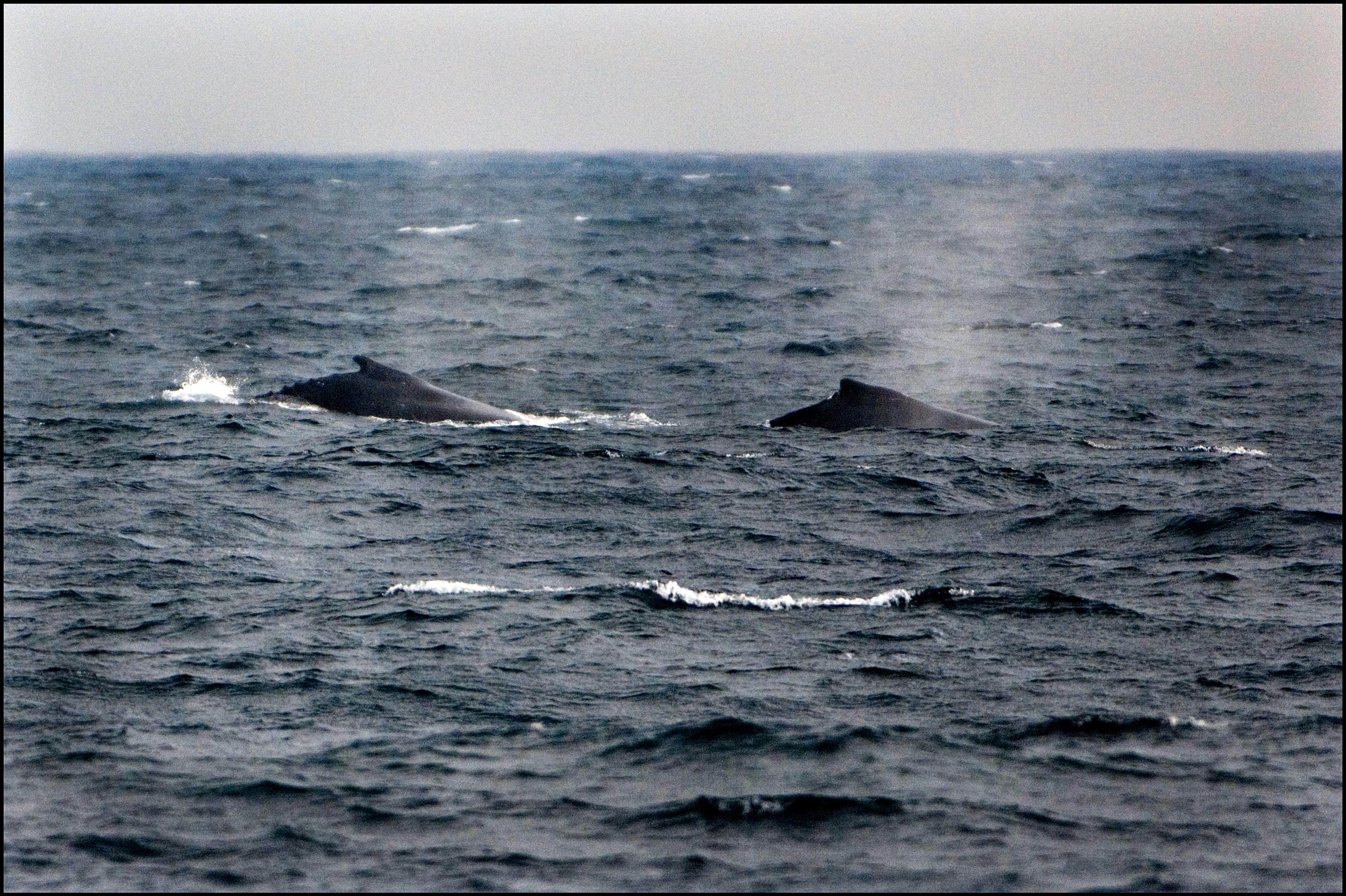 Video: Slugt af hval - og spyttet ud igen - Avisen.dk