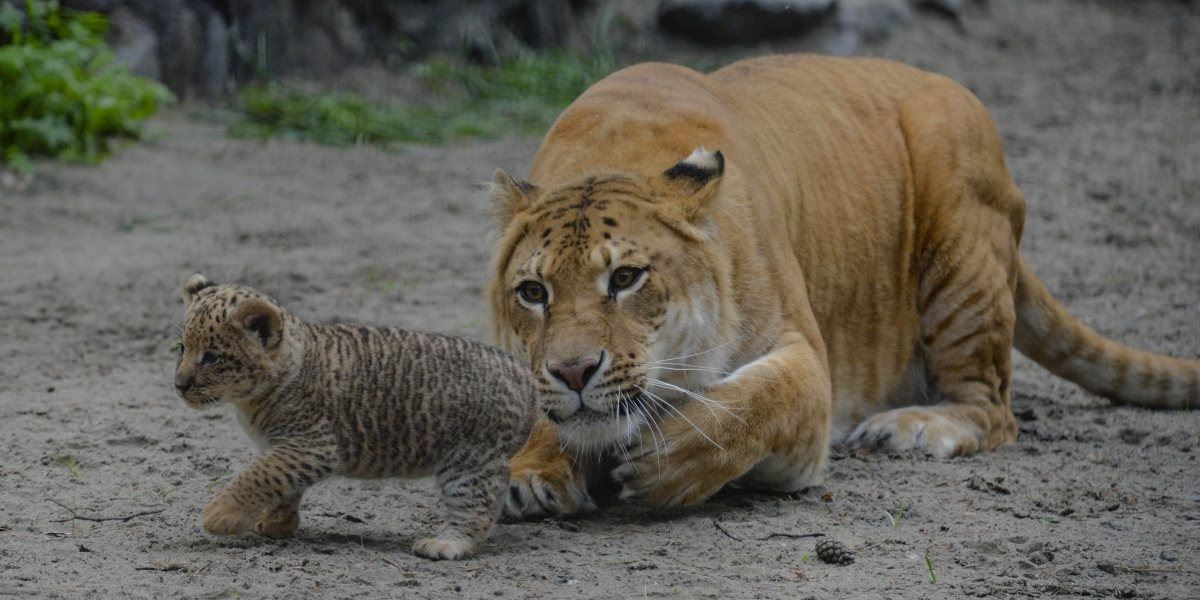 Se billederne af løve og tiger-parring - Avisen.dk