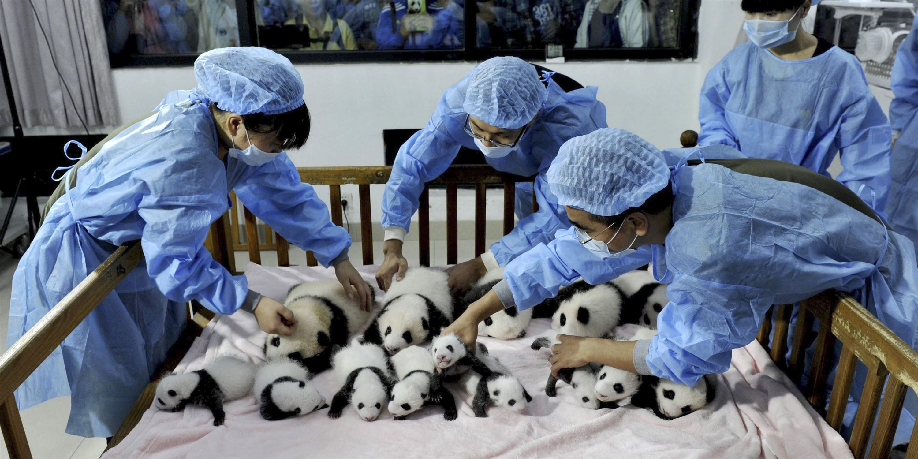 Se de 14 bedårende panda-unger - Avisen.dk