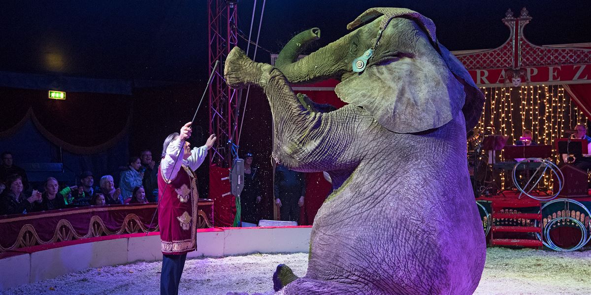 Cirkus klovner rundt: Sikkerhed for ansatte og publikum sejler - Avisen.dk